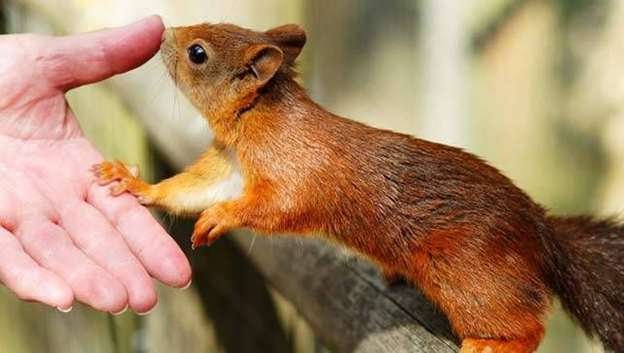 Welcome Back, Retrievers! The Squirrels Missed You! – Office for ...