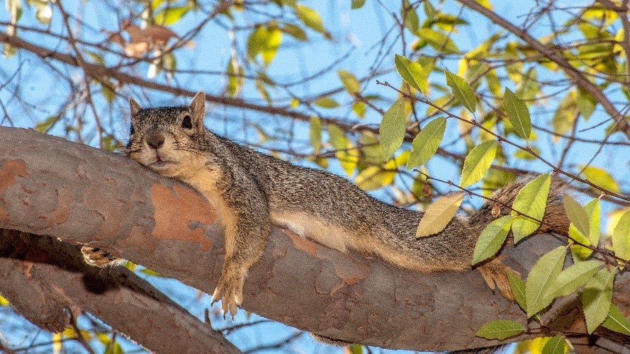 Welcome Back, Retrievers! The Squirrels Missed You! – Office for ...